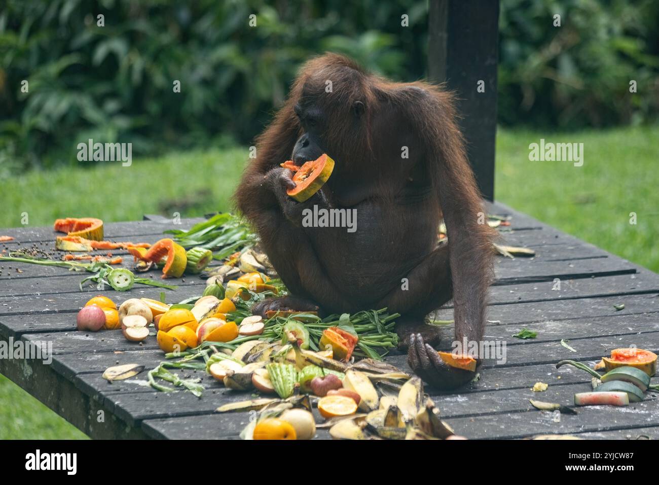Orangutang eating food in Sepilok sunctuary in Borneo Malaysia Stock ...
