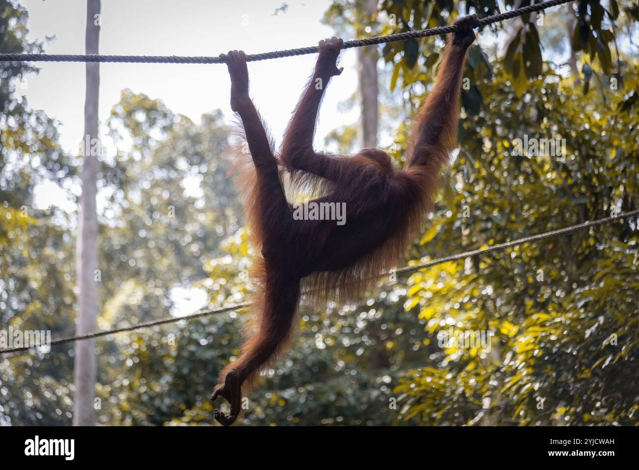 Orangutan swinging on the rope in rainforest Borneo Sepilok sanctuary ...
