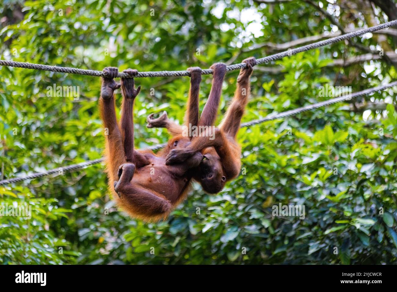 Orangutan swinging on the rope in rainforest Borneo Sepilok sanctuary ...
