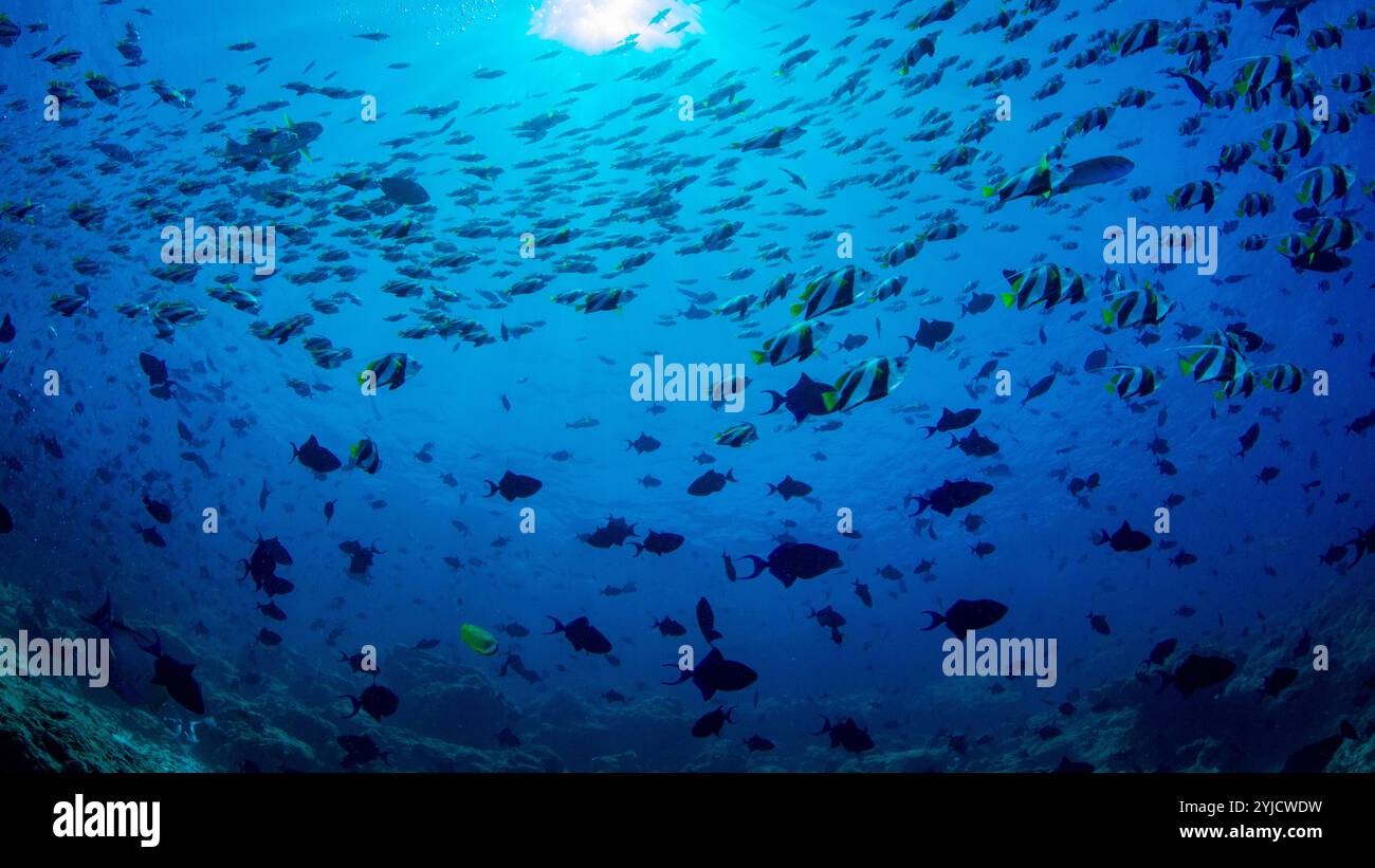 fish factory maldives Stock Photo - Alamy