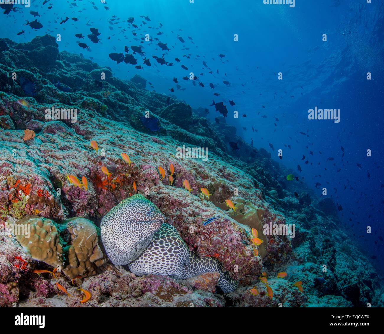 fish factory maldives honeycomb moray Stock Photo - Alamy