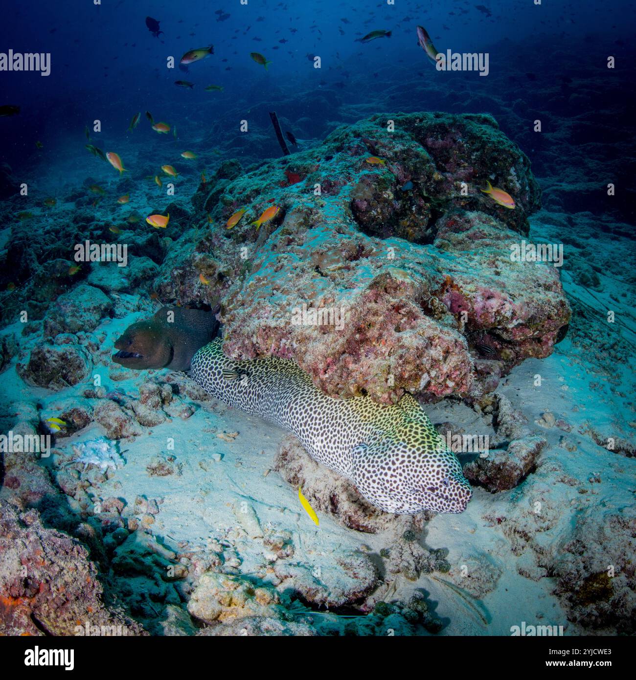 fish factory maldives honeycomb moray Stock Photo - Alamy