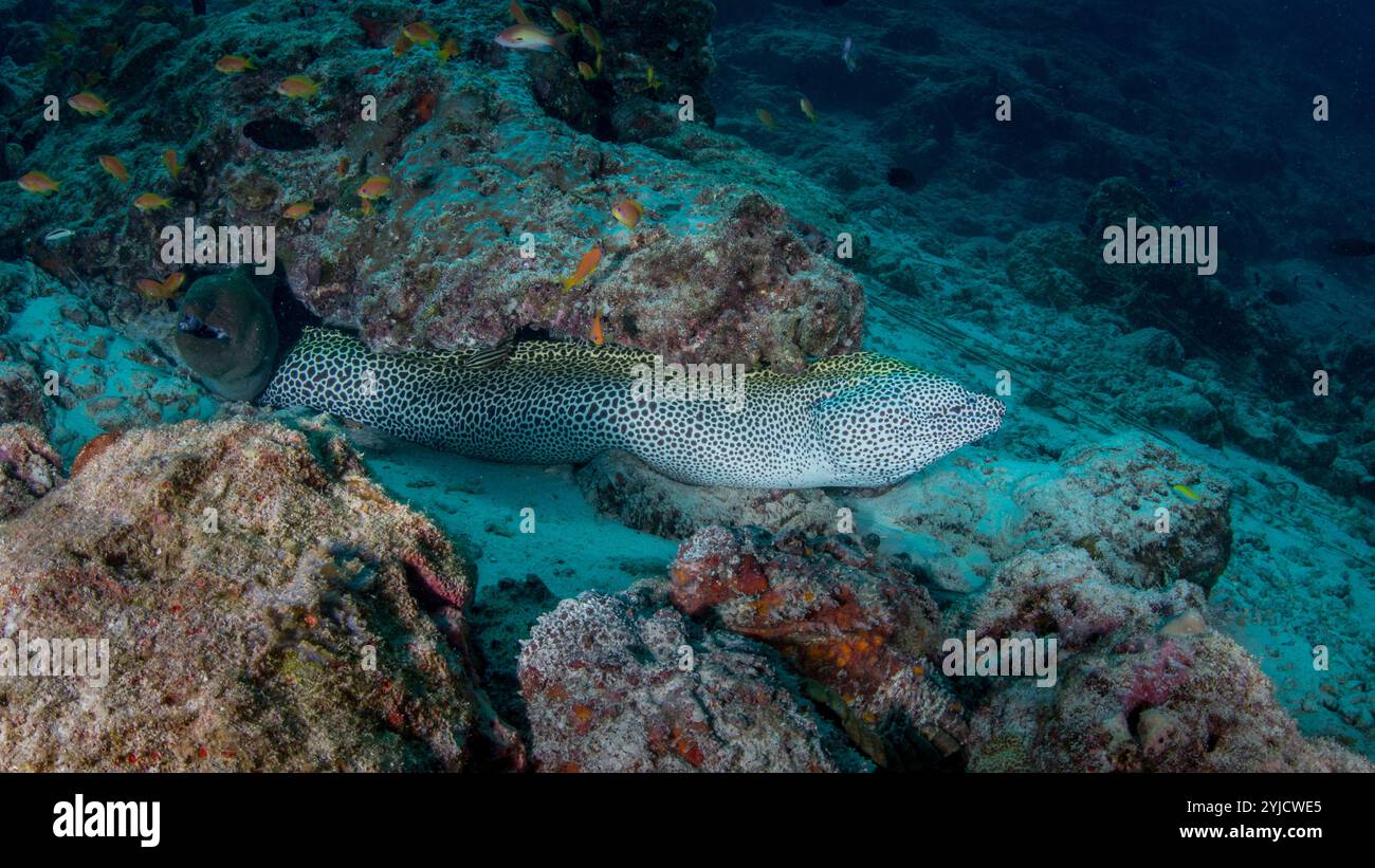 fish factory maldives honeycomb moray Stock Photo - Alamy