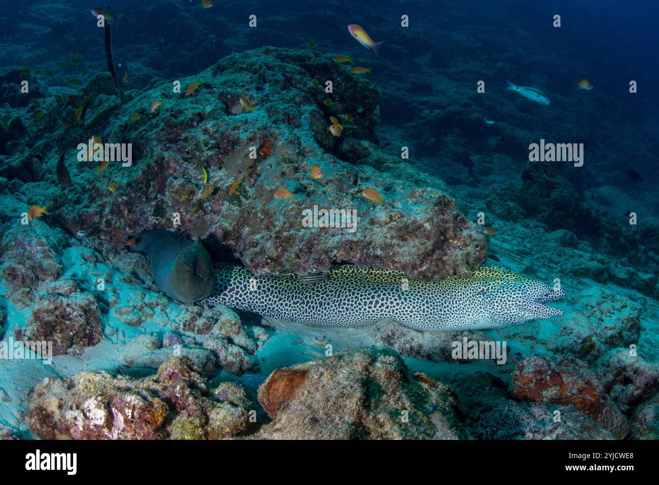 fish factory maldives honeycomb moray Stock Photo - Alamy