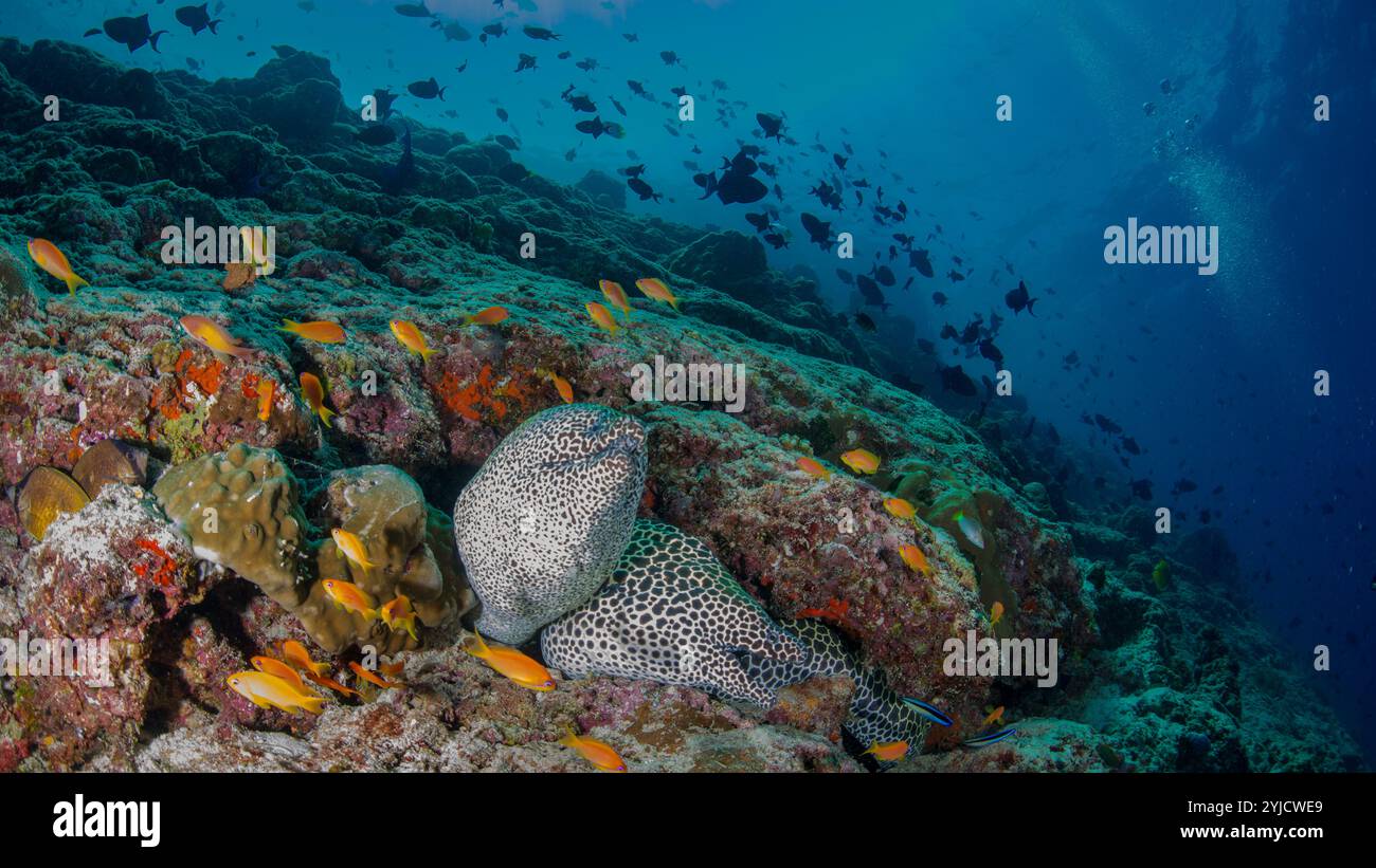 fish factory maldives honeycomb moray Stock Photo - Alamy