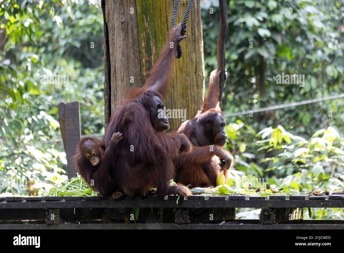 Swinging orangutang hi-res stock photography and images - Alamy