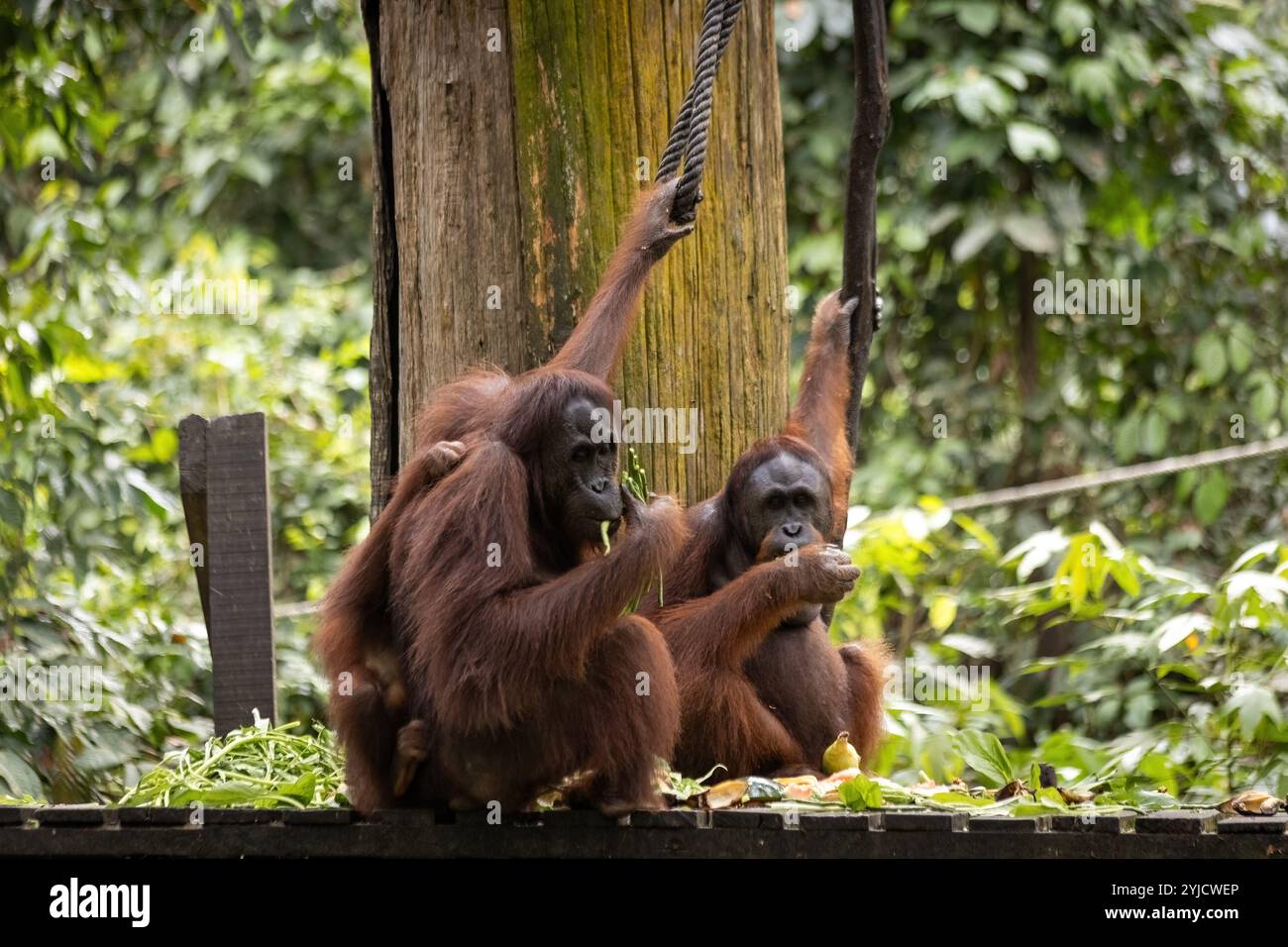 Feeding sepilok monkey hi-res stock photography and images - Alamy