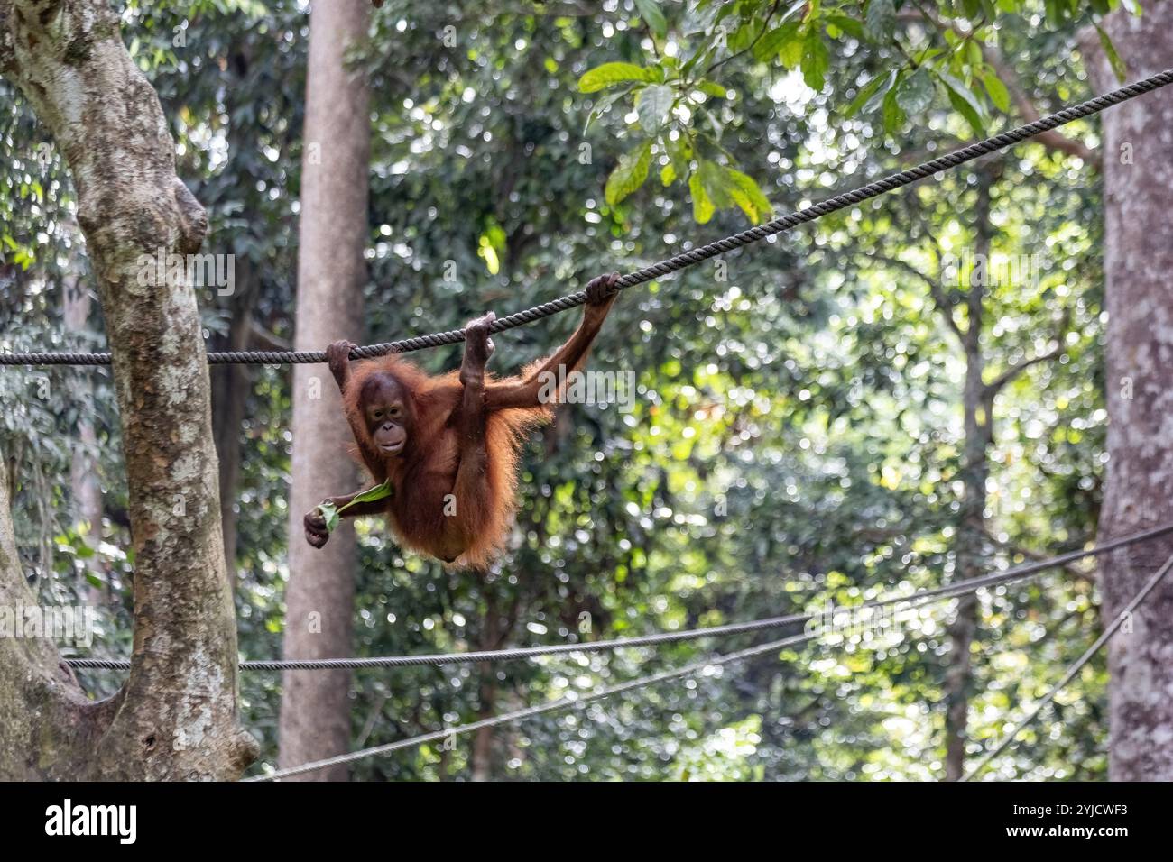 Orangutan swinging on the rope in rainforest Borneo Sepilok sanctuary ...