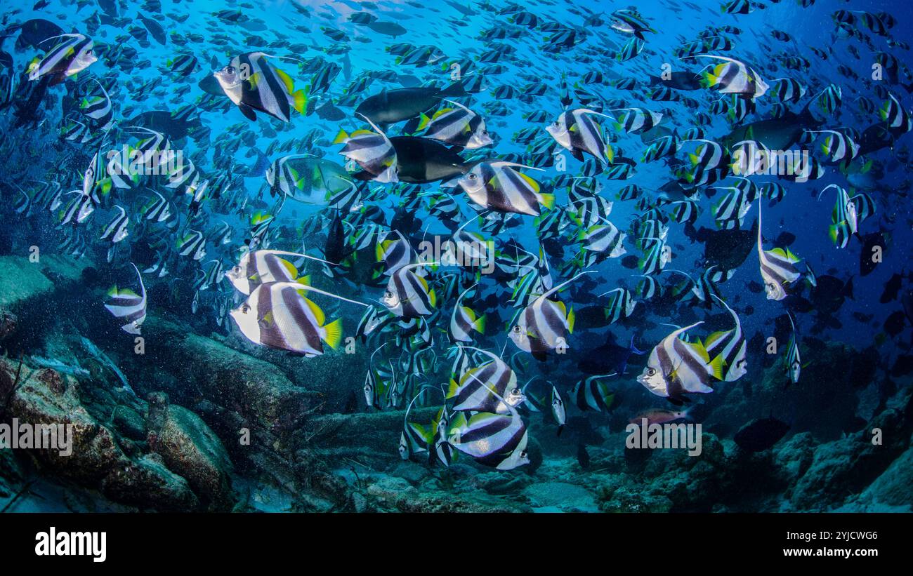 fish factory maldives Stock Photo - Alamy