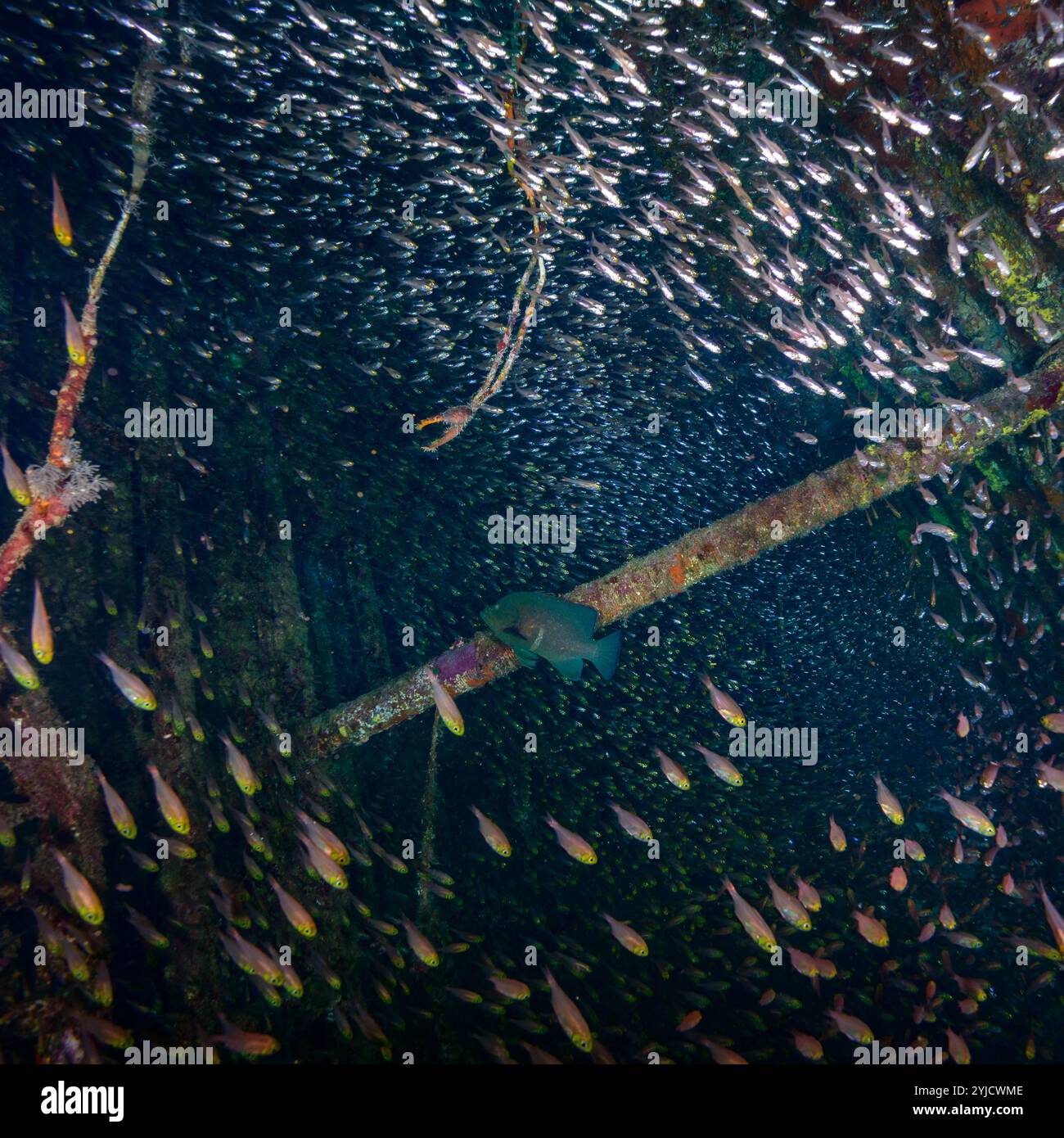 redmouth grouper pigmy sweeper red sea Stock Photo - Alamy