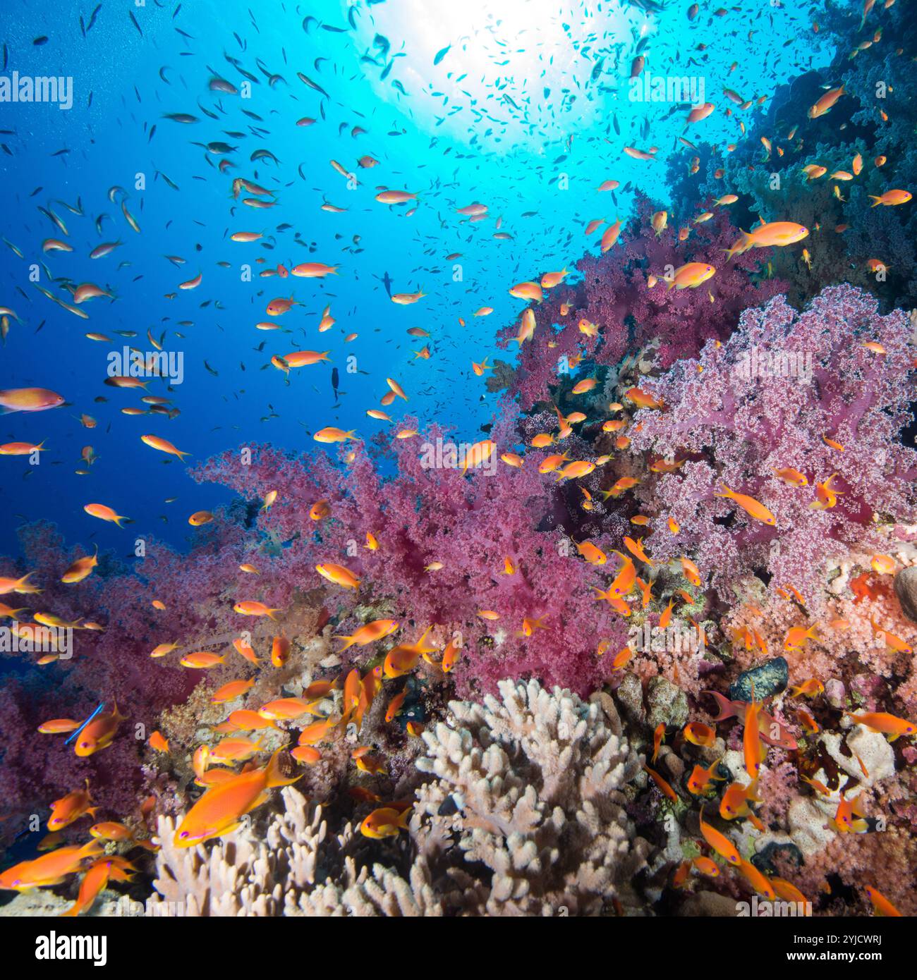 coral reef heads red sea Stock Photo - Alamy