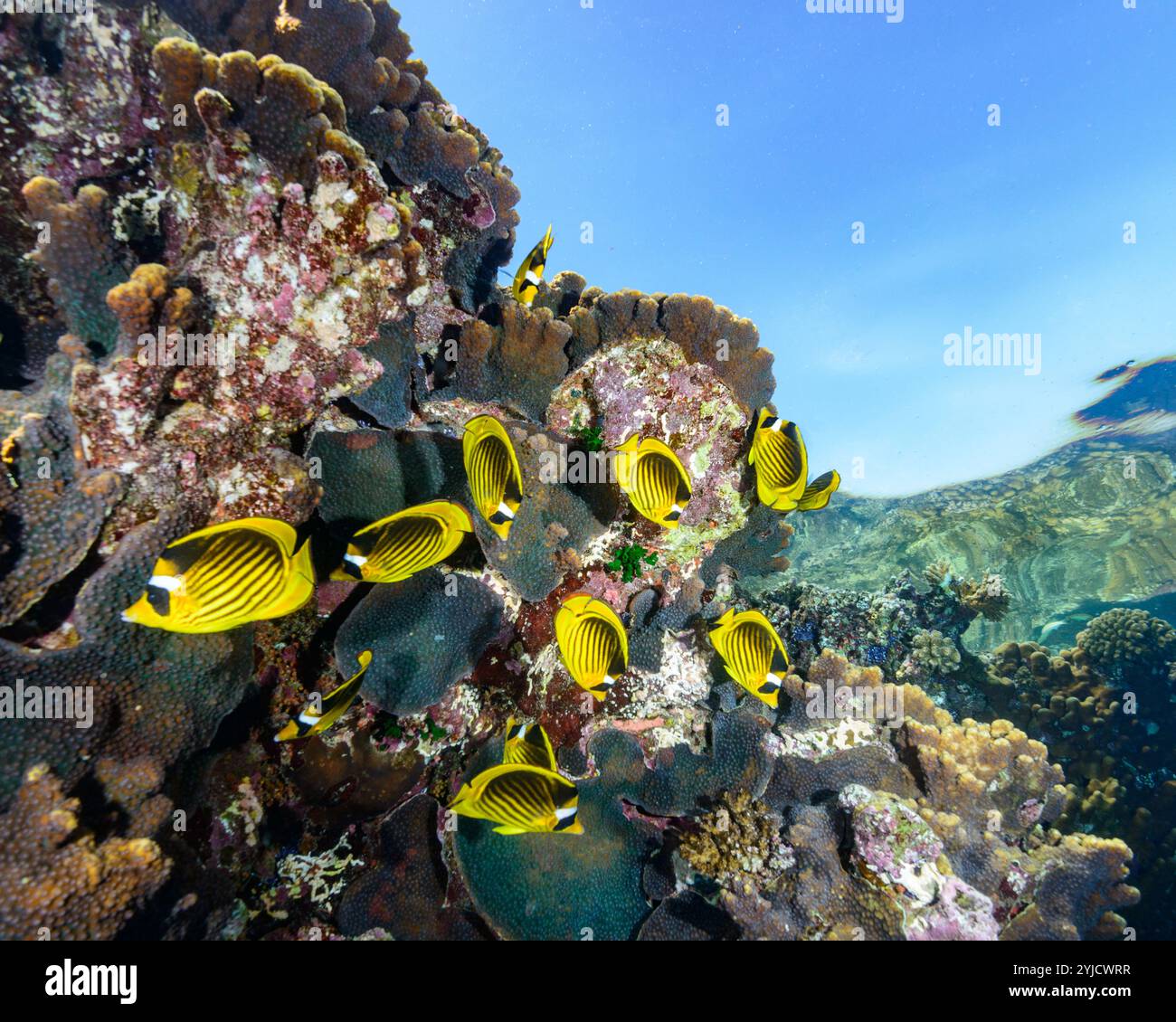 Striped butterflyfish chaetodon fasciatus hi-res stock photography and ...