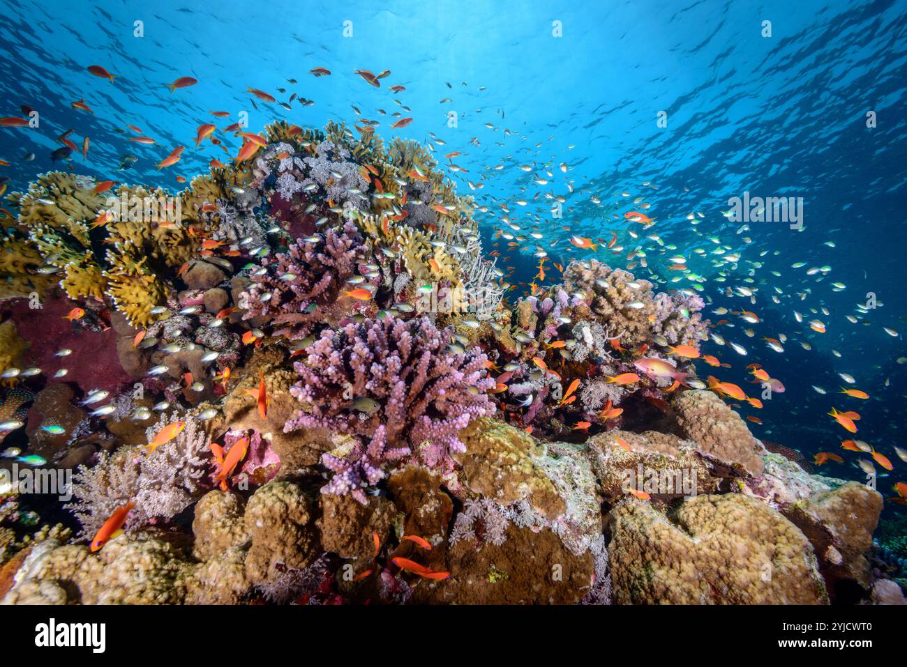 coral reef heads red sea Stock Photo - Alamy