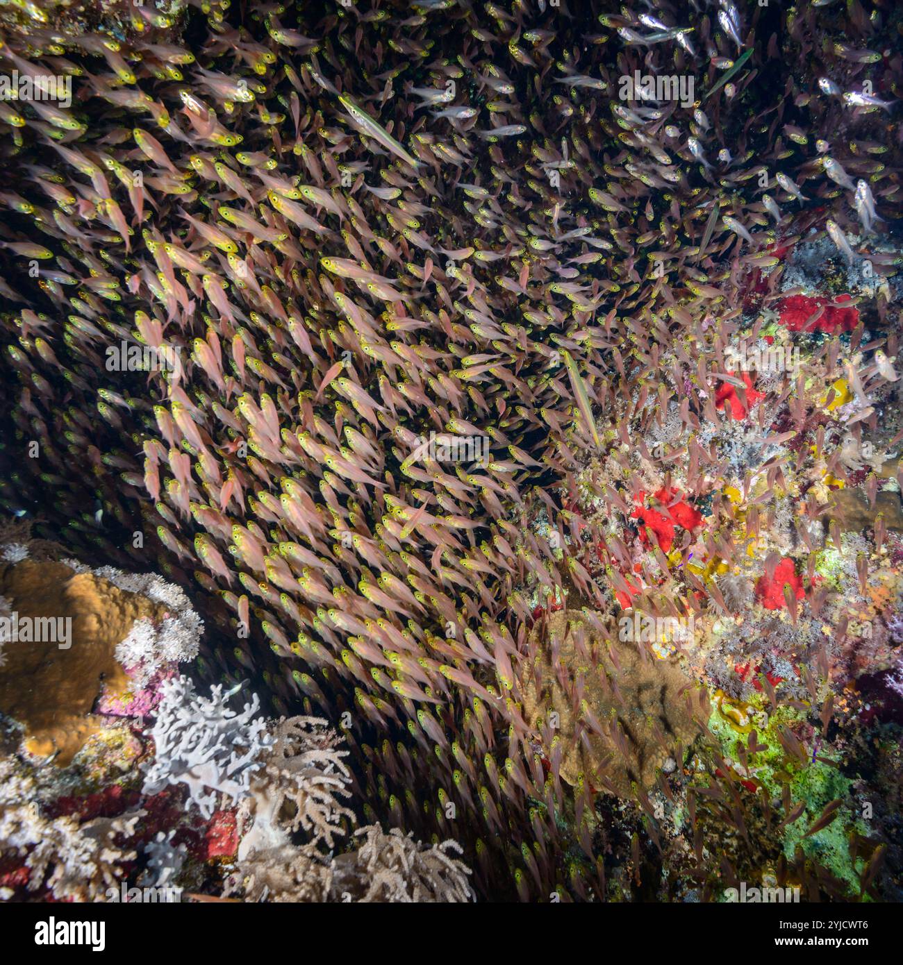 Pigmy fish hi-res stock photography and images - Alamy