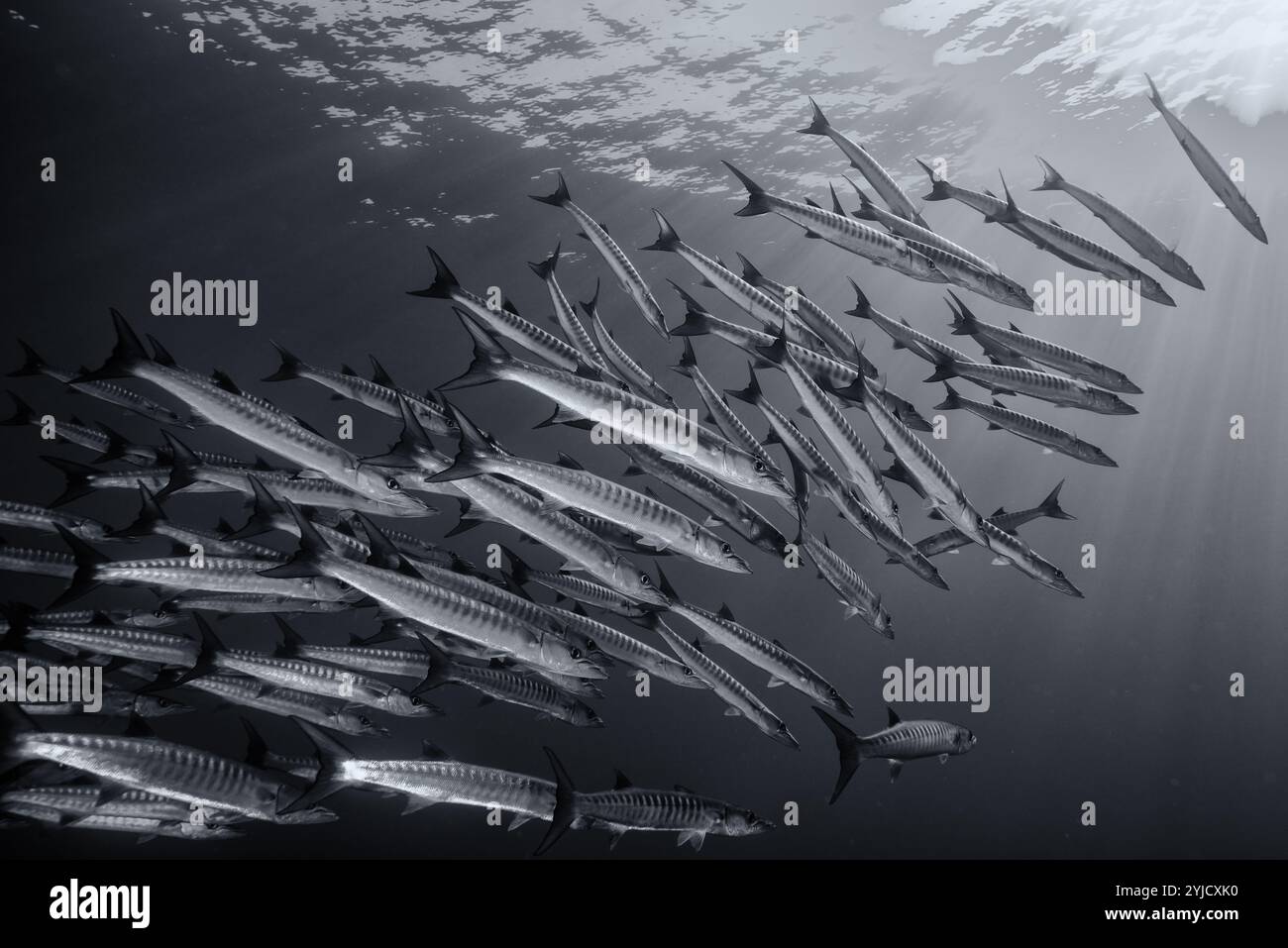 Black finned barracuda hi-res stock photography and images - Alamy