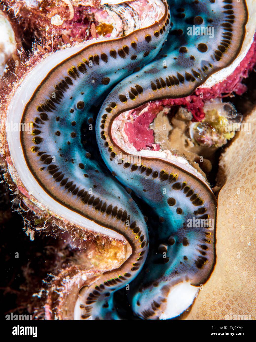 giant clam red sea Stock Photo - Alamy