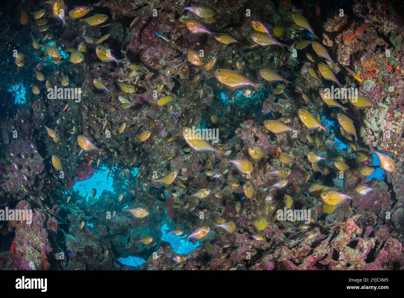 Red sea sweeper hi-res stock photography and images - Alamy