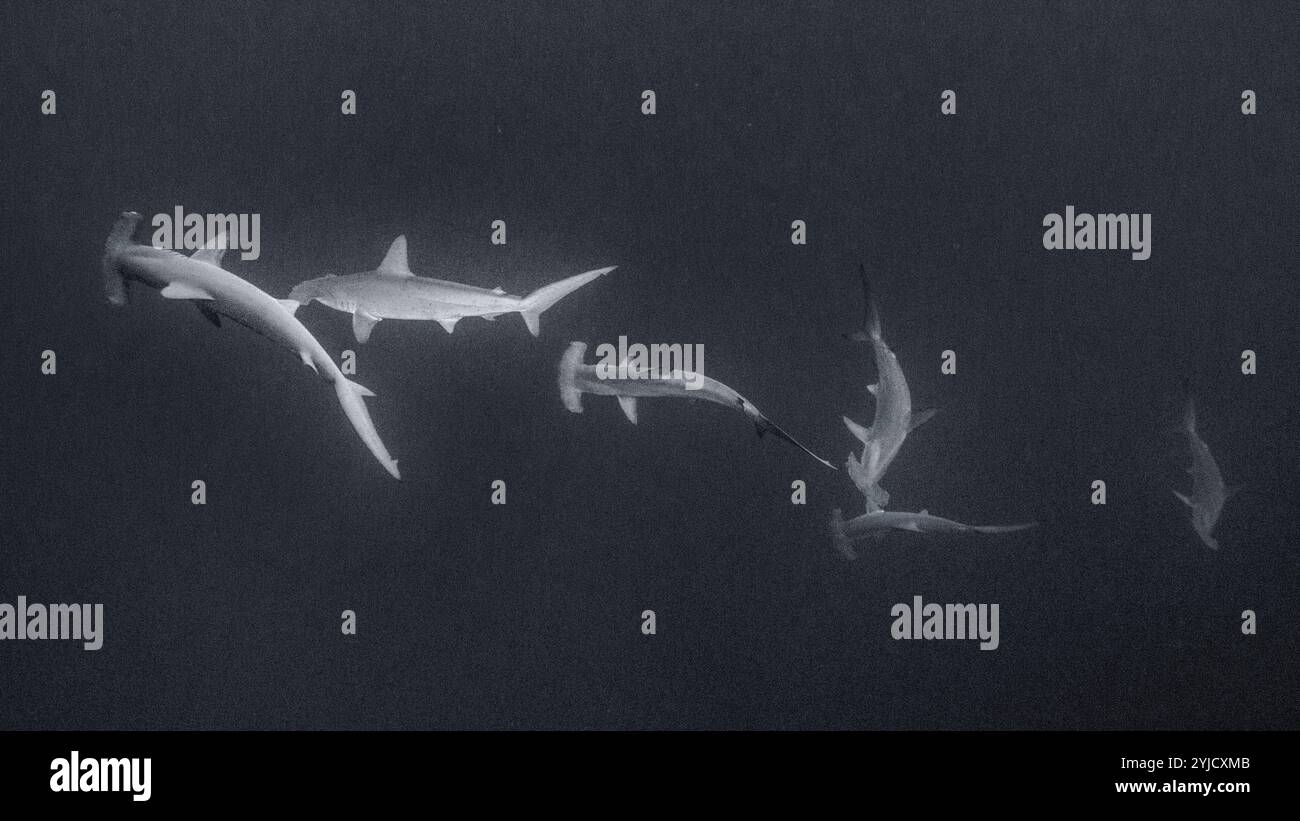scalloped hammerhed sharks red sea Stock Photo - Alamy