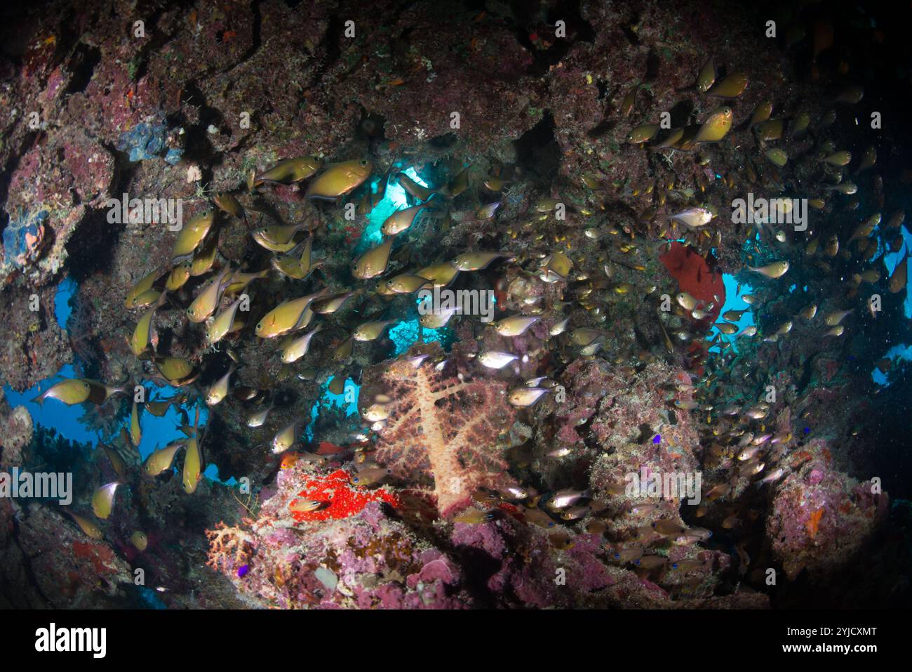 Red sea sweeper hi-res stock photography and images - Alamy