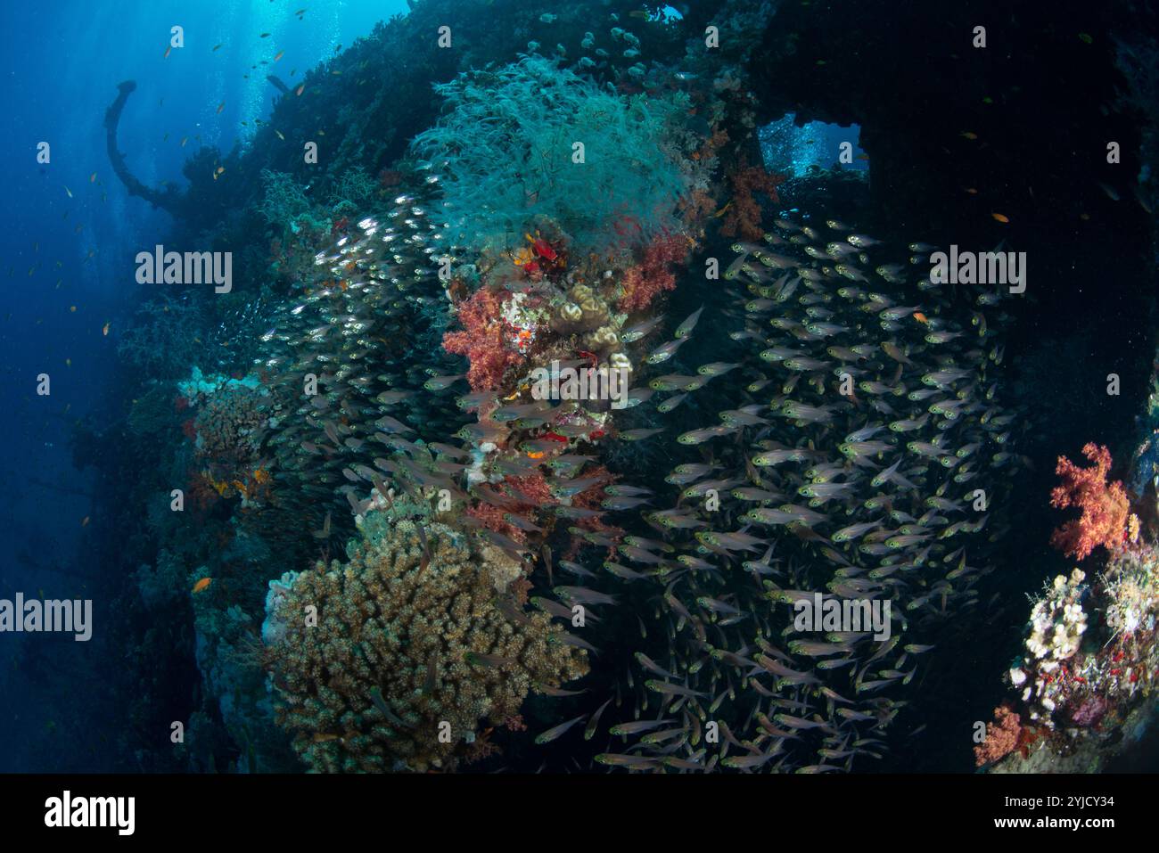 pigmy sweeper fish inside wreck of ss carnatic red sea Stock Photo - Alamy