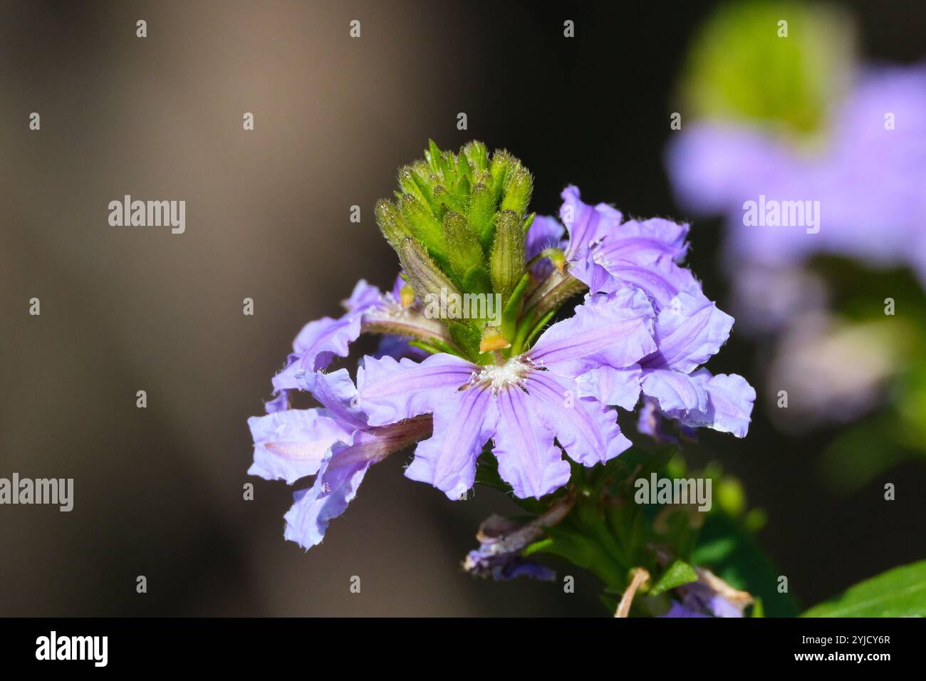 The purple flowers of Thick-leaved Fan-flower, Scaevola crassifolia, a ...
