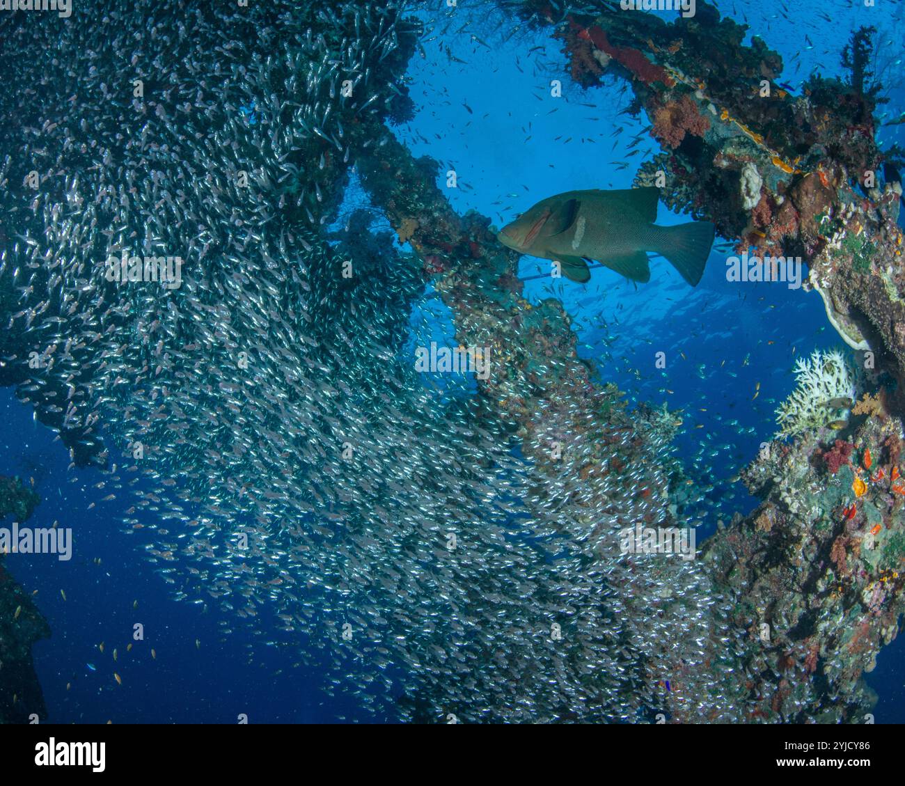 sweepers and red mouth grouper inside wreck of ss carnatic red sea ...