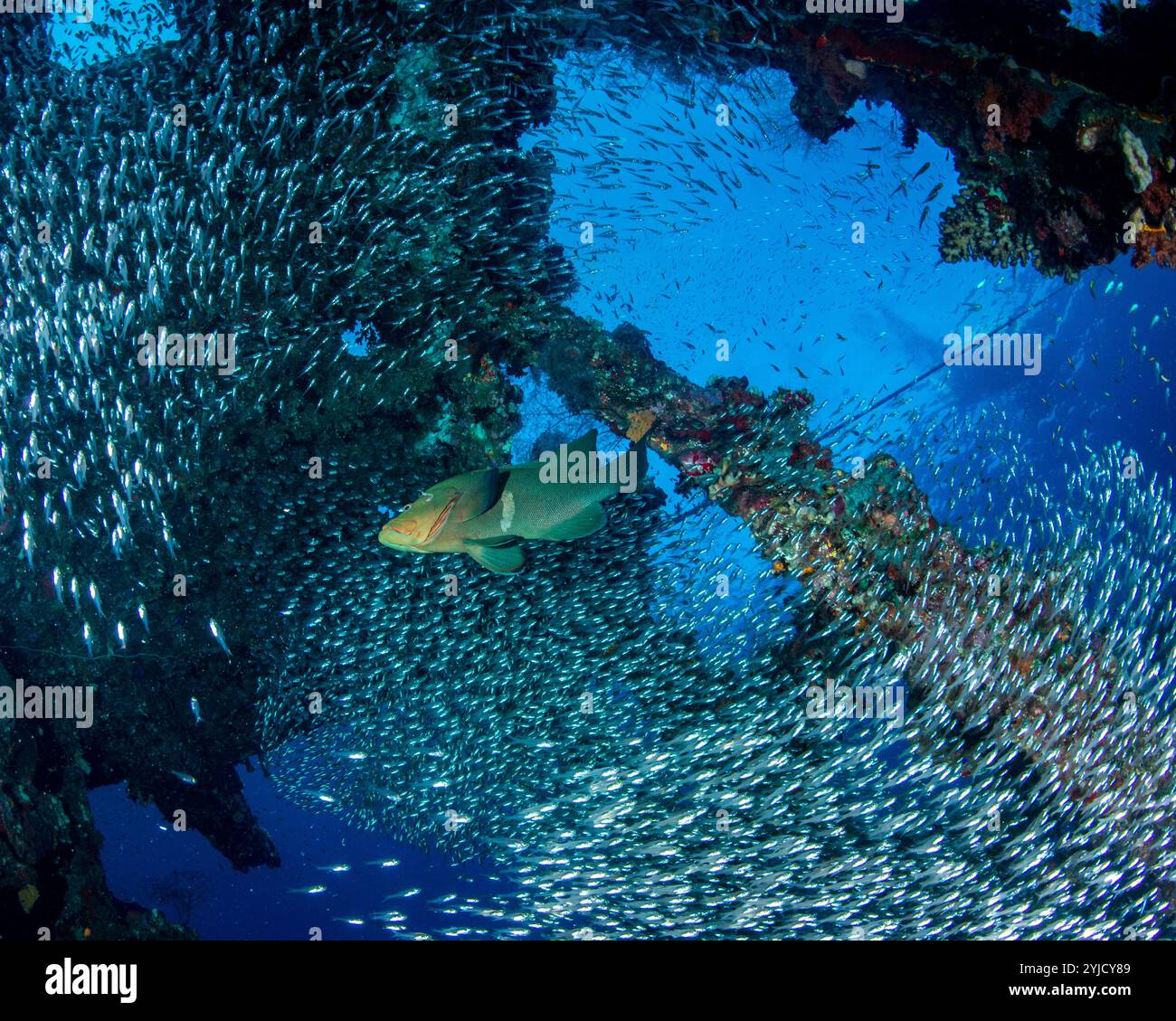 sweepers and red mouth grouper inside wreck of ss carnatic red sea ...