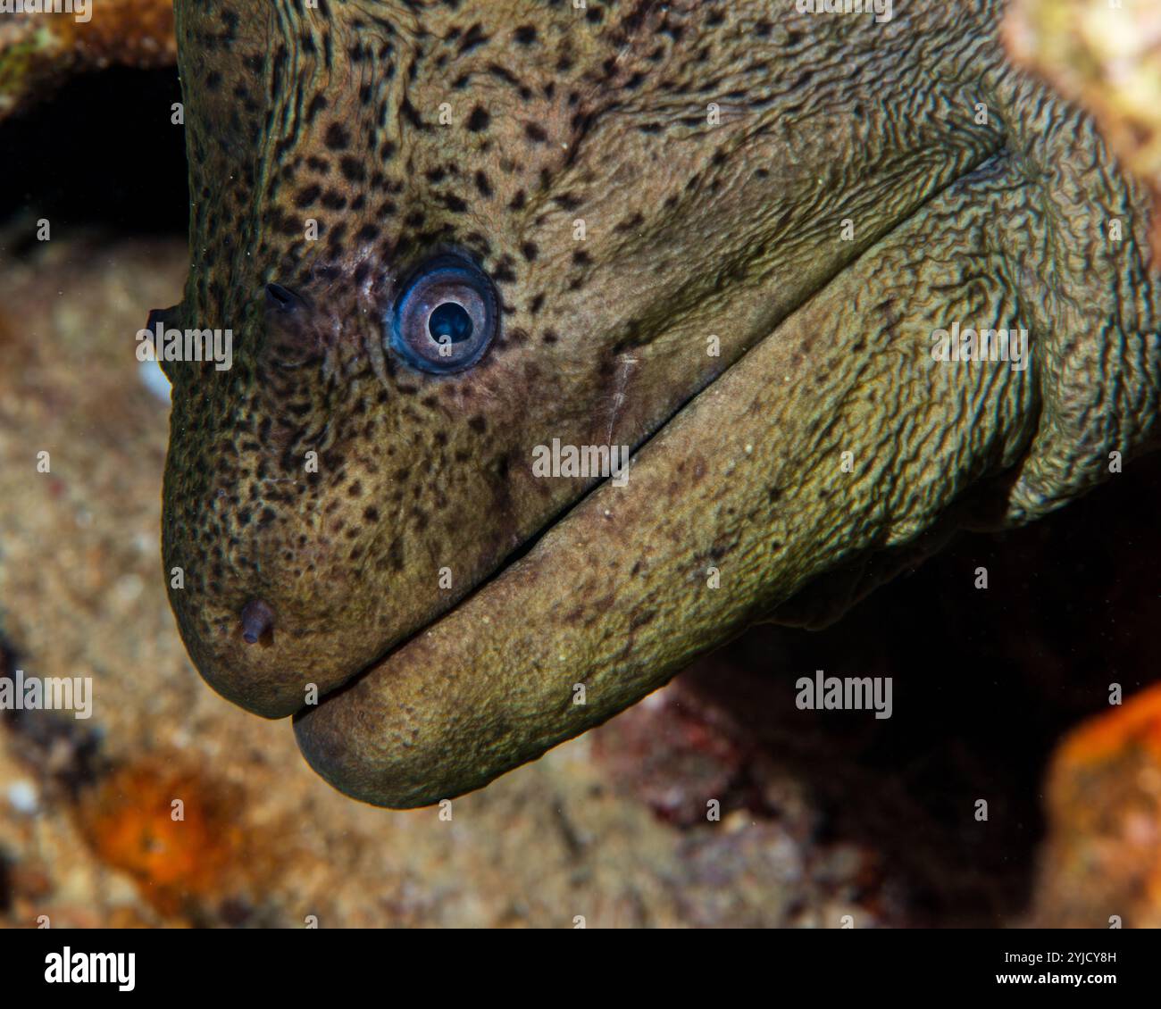 giant moray eel red sea Stock Photo - Alamy