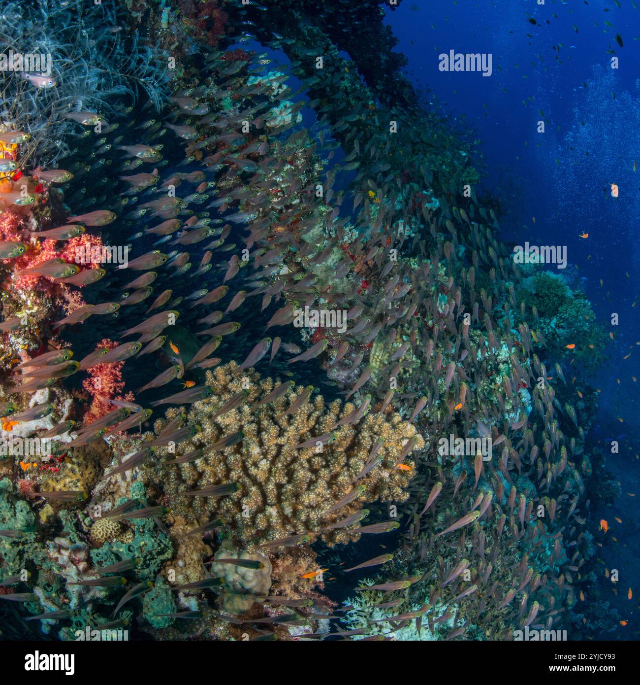 pigmy sweeper fish inside wreck of ss carnatic red sea Stock Photo - Alamy