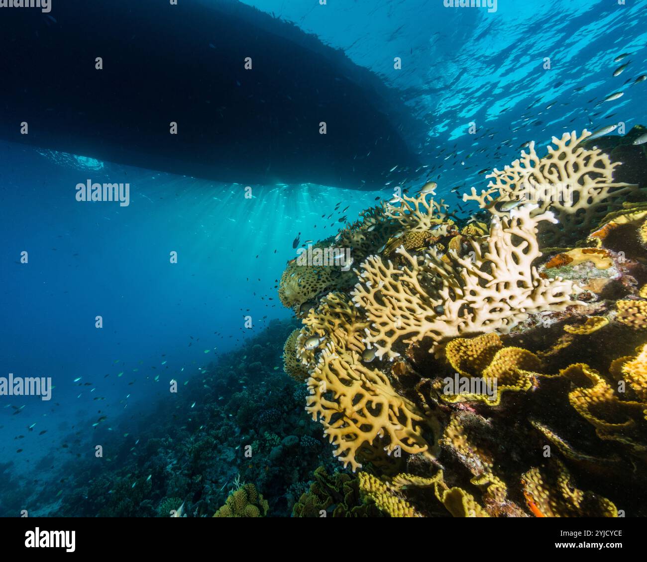 barge wreck red sea Stock Photo - Alamy