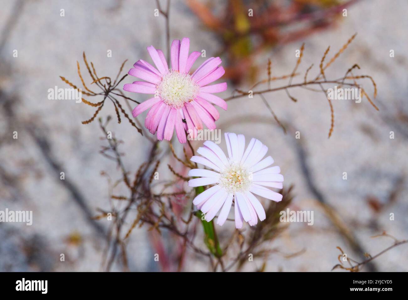 Podolepis gracilis hi-res stock photography and images - Alamy