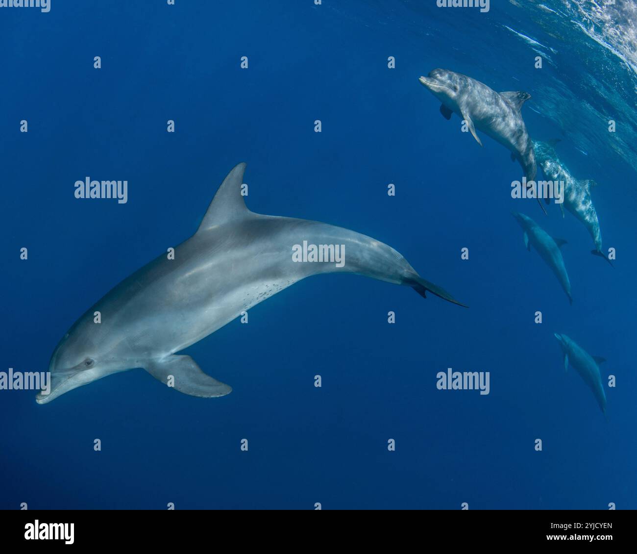 Dolphin red sea hi-res stock photography and images - Alamy