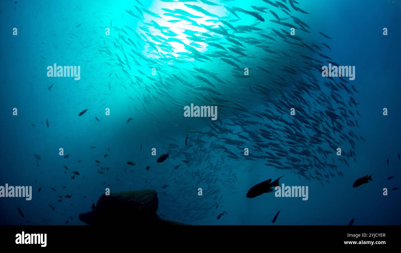 Red sea fusilier hi-res stock photography and images - Alamy