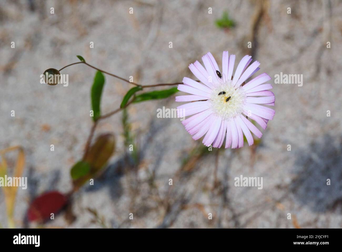 Slender beetles hi-res stock photography and images - Alamy