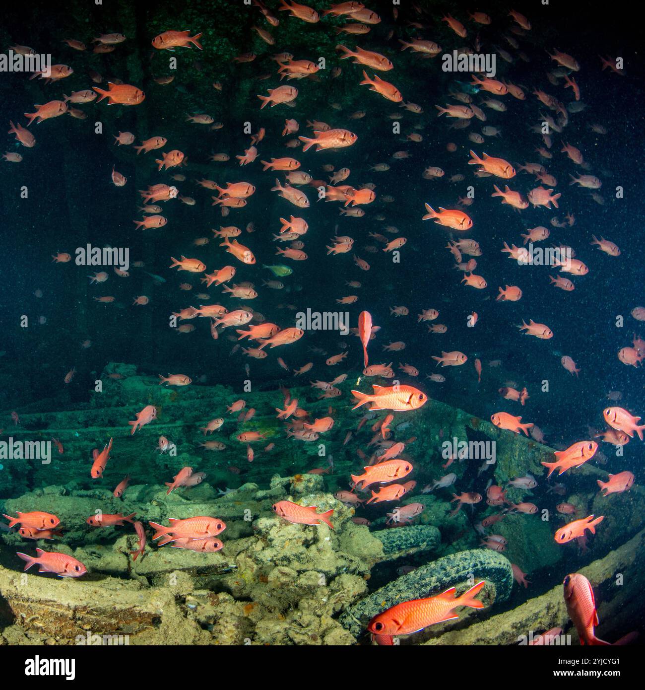 solderfish inside wreck of ss thistlegorm Stock Photo - Alamy