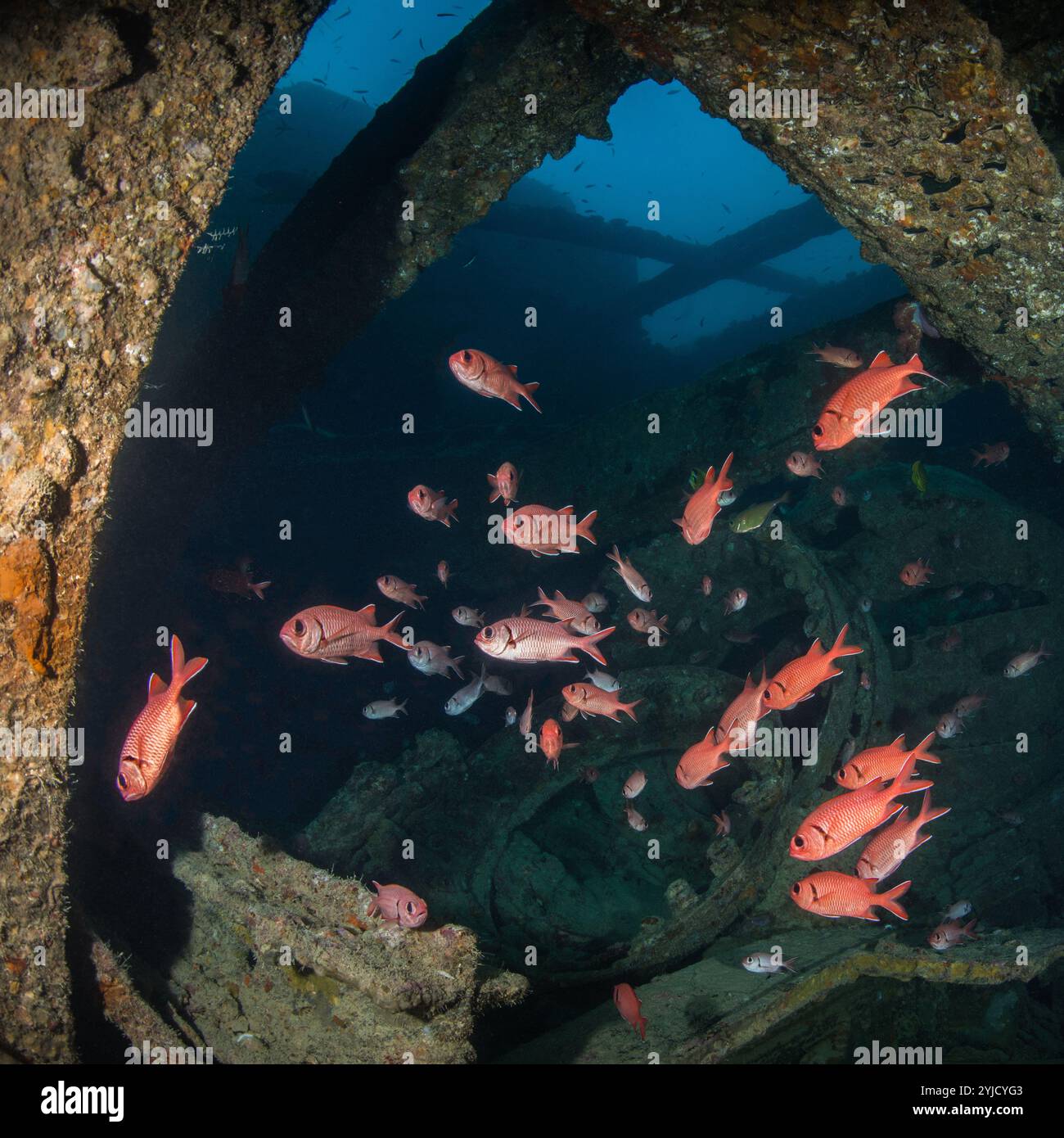 solderfish inside wreck of ss thistlegorm Stock Photo - Alamy