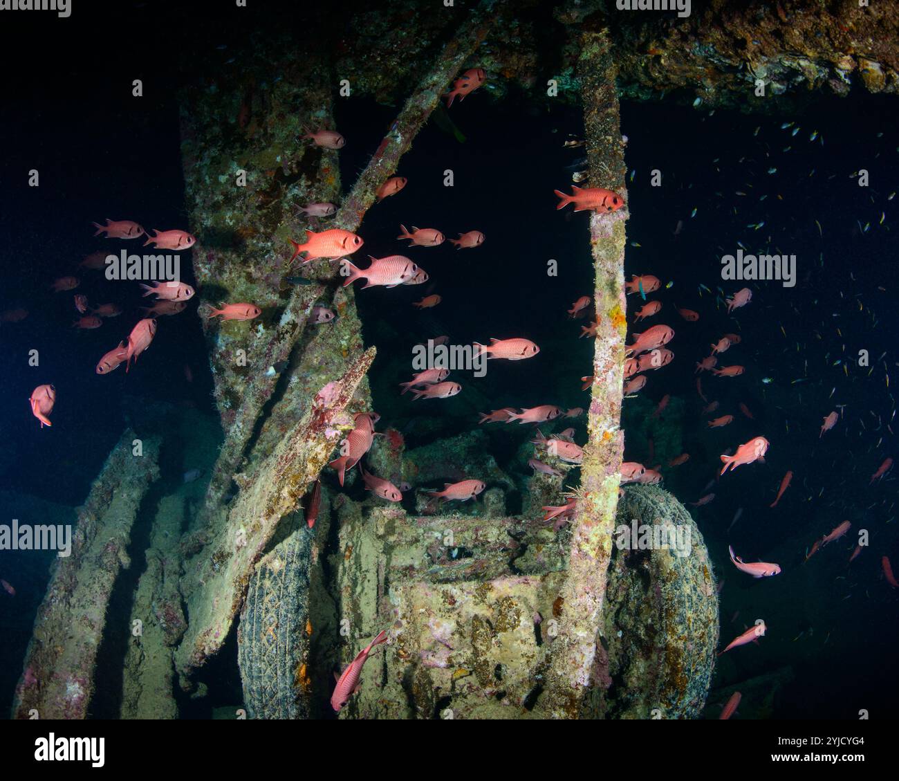 solderfish inside wreck of ss thistlegorm Stock Photo - Alamy