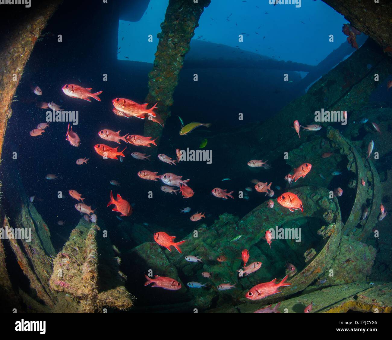 solderfish inside wreck of ss thistlegorm Stock Photo - Alamy