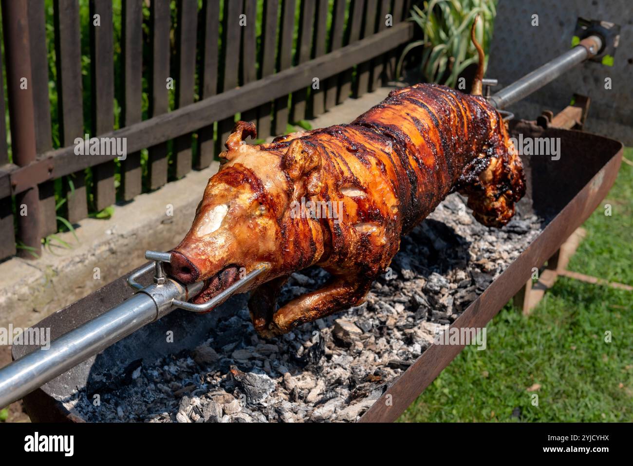Whole piglet roast on the open fire on the barbecue grill in the garden ...