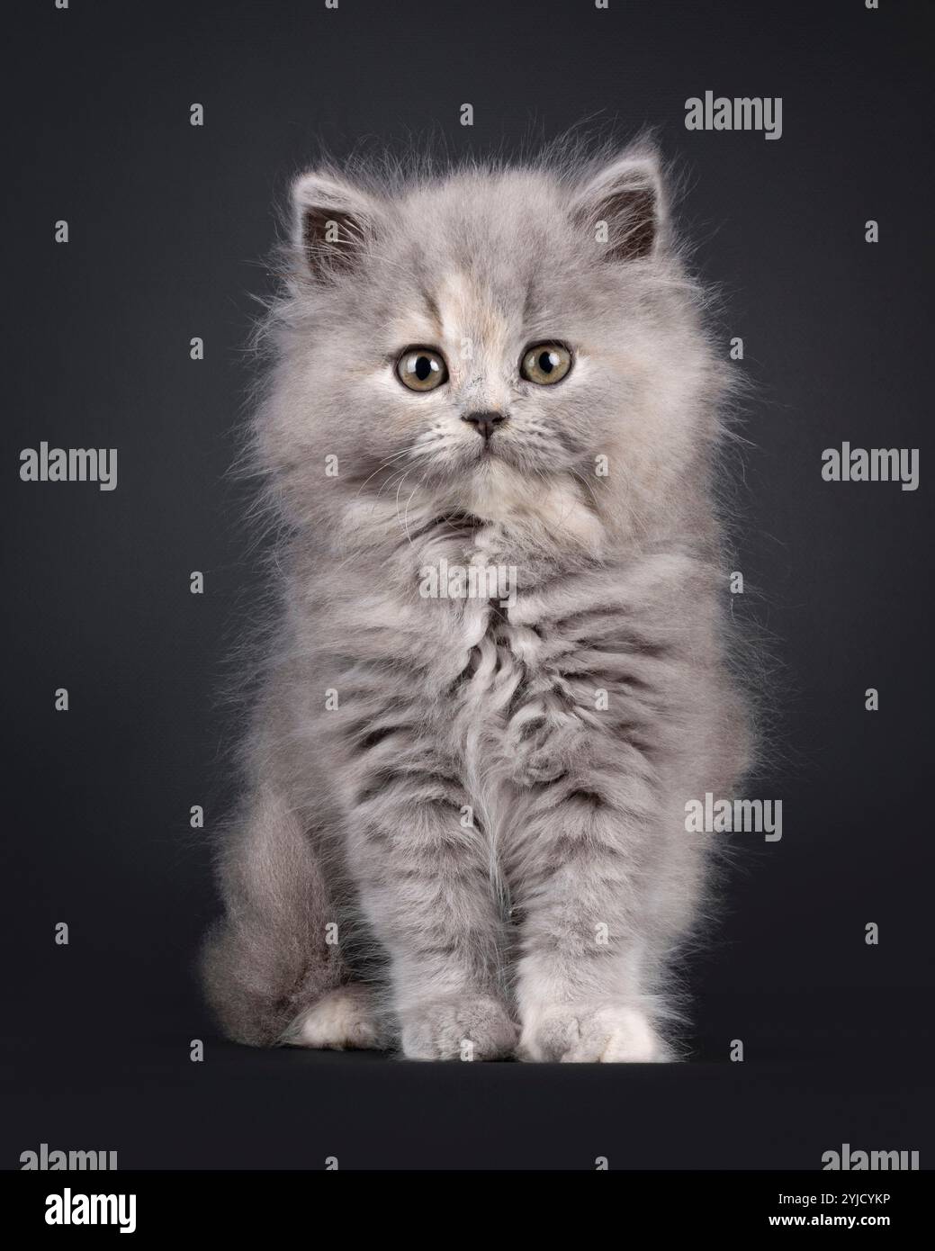 Adorable blue tortie British Longhair kitten, sitting up facing front ...