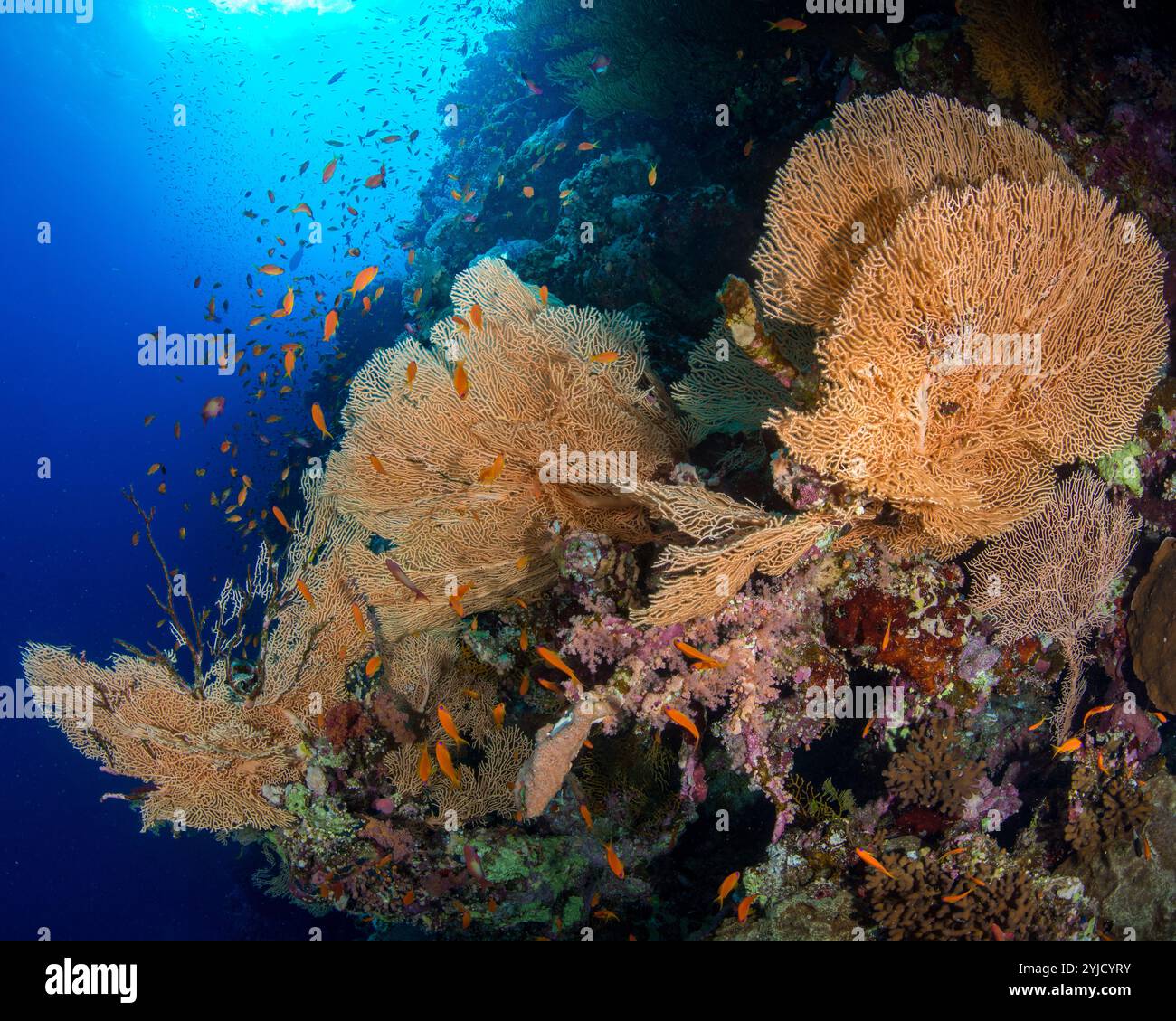 Hicksons fan coral hi-res stock photography and images - Alamy