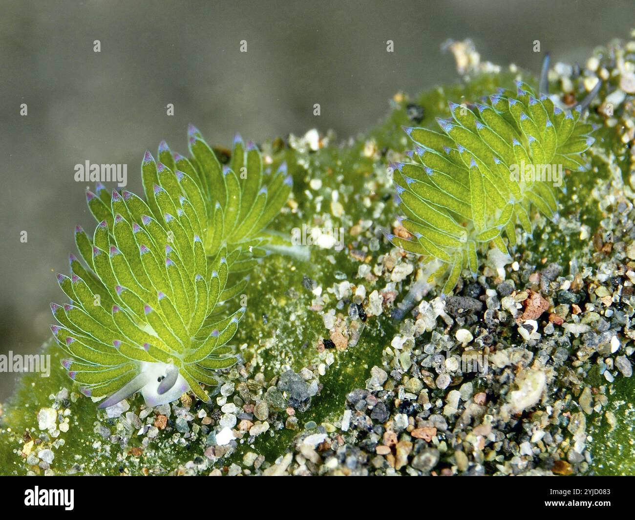 Two green snails, leaf sheep snail (Costasiella kuroshimae), on sandy ...