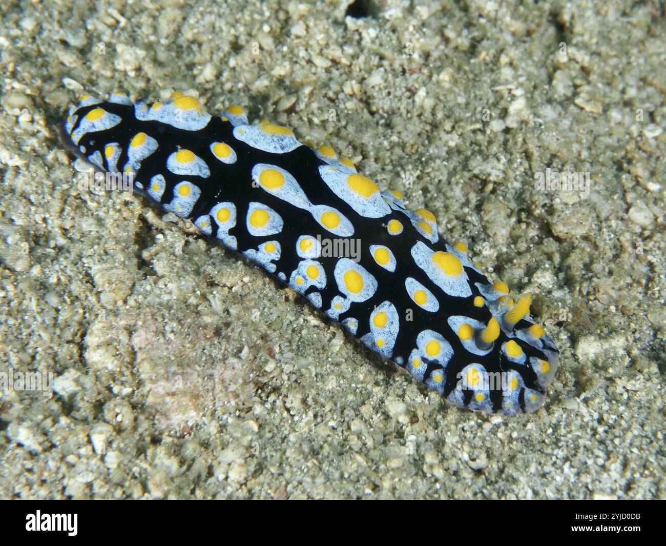 Sea slug pattern hi-res stock photography and images - Alamy