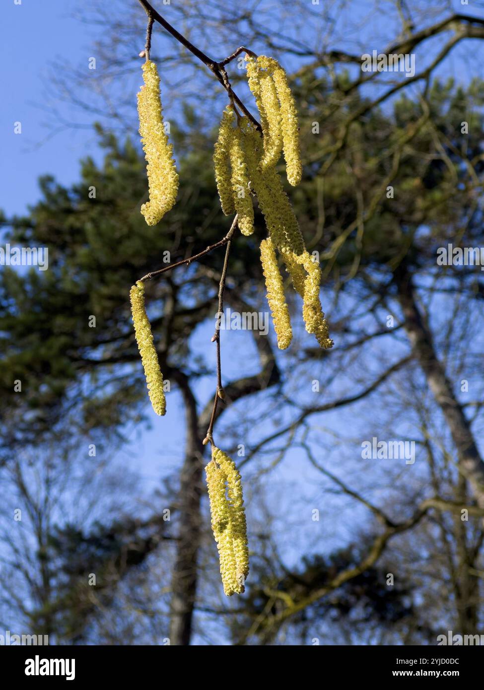 Hagnuss hi-res stock photography and images - Alamy