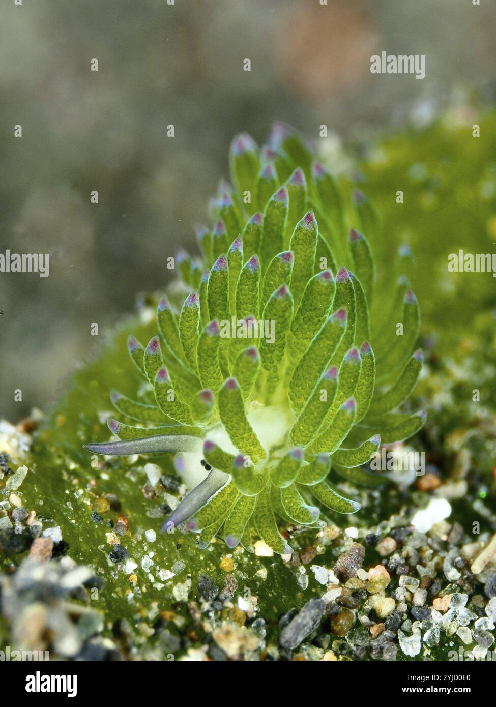 Single green snail, sea snail, leaf sheep snail (Costasiella kuroshimae ...
