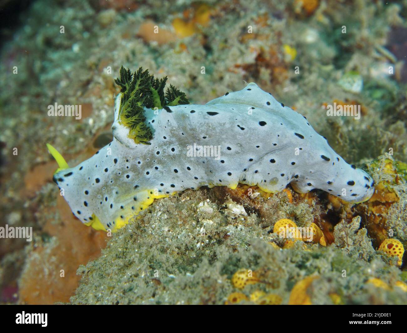 Dotted snail with yellow details, grey banana nudibranch (Notodoris ...