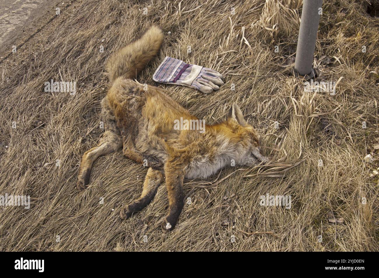 Dead red fox (Vulpes vulpes) at the roadside Stock Photo - Alamy