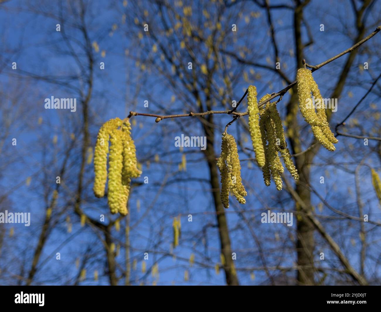 Flowering Common hazel, Hazelnut bush, Hazel bush, Drateln, Hagnuss ...