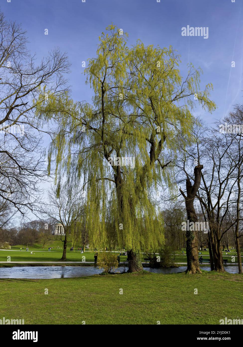 Babylon willow, Babylonian weeping willow (Salix babylonica), English Garden, Monopteros at the ...