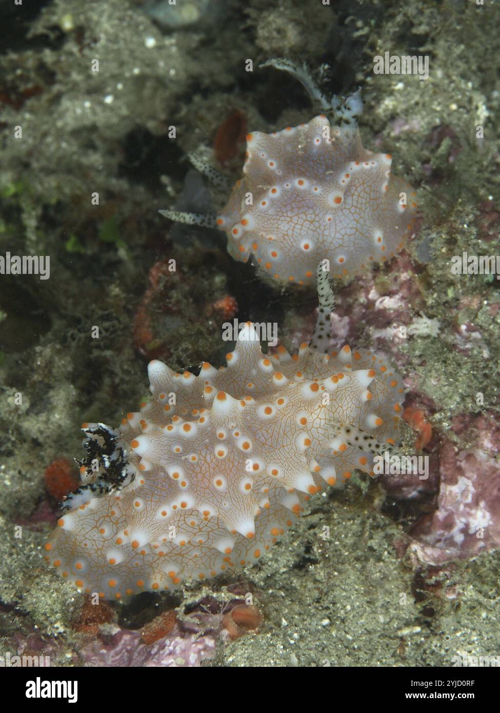 Two nudibranchs, Batangas Halgerda (Halgerda batangas), in the coral ...